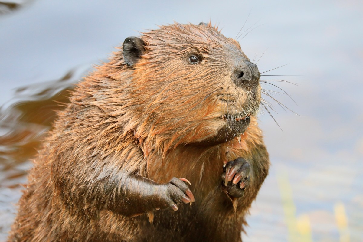 Pet Beaver Takes His First Dip In the Family Pool and It’s Just Too ...