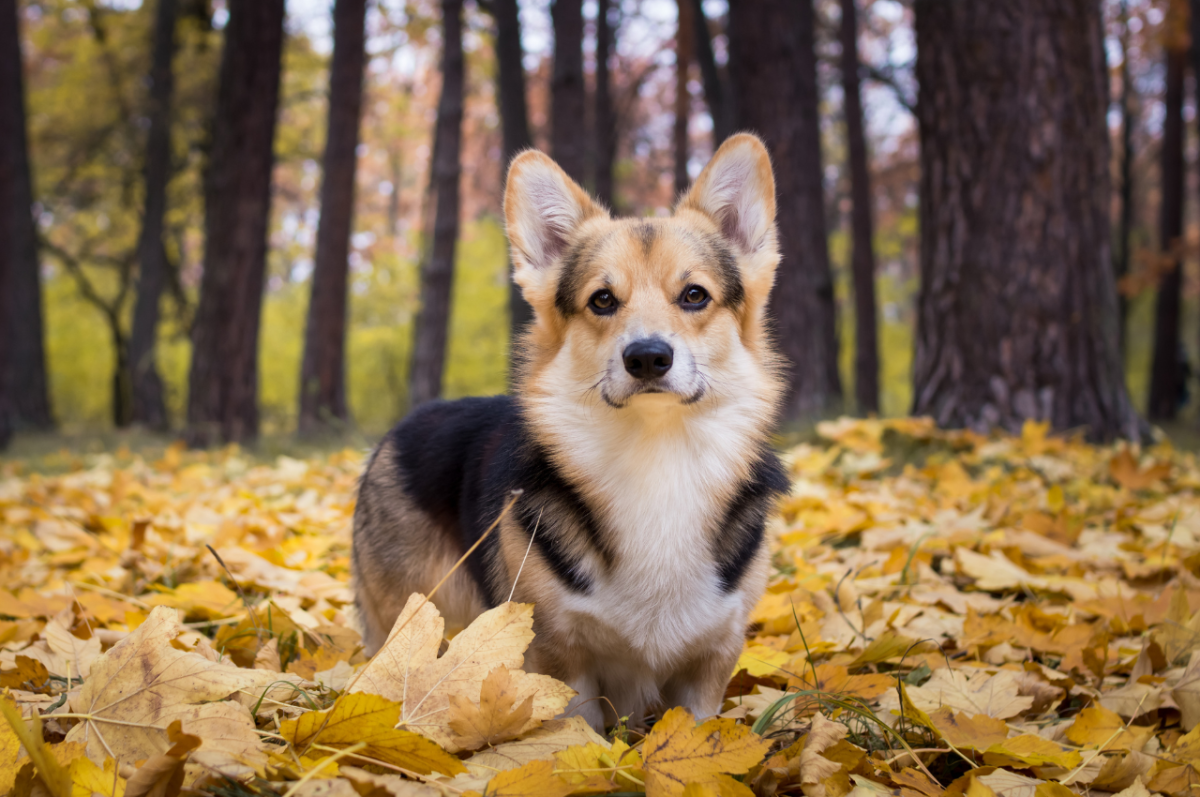 The Pembroke Welsh Corgi: A Comprehensive Breed Guide - PetHelpful