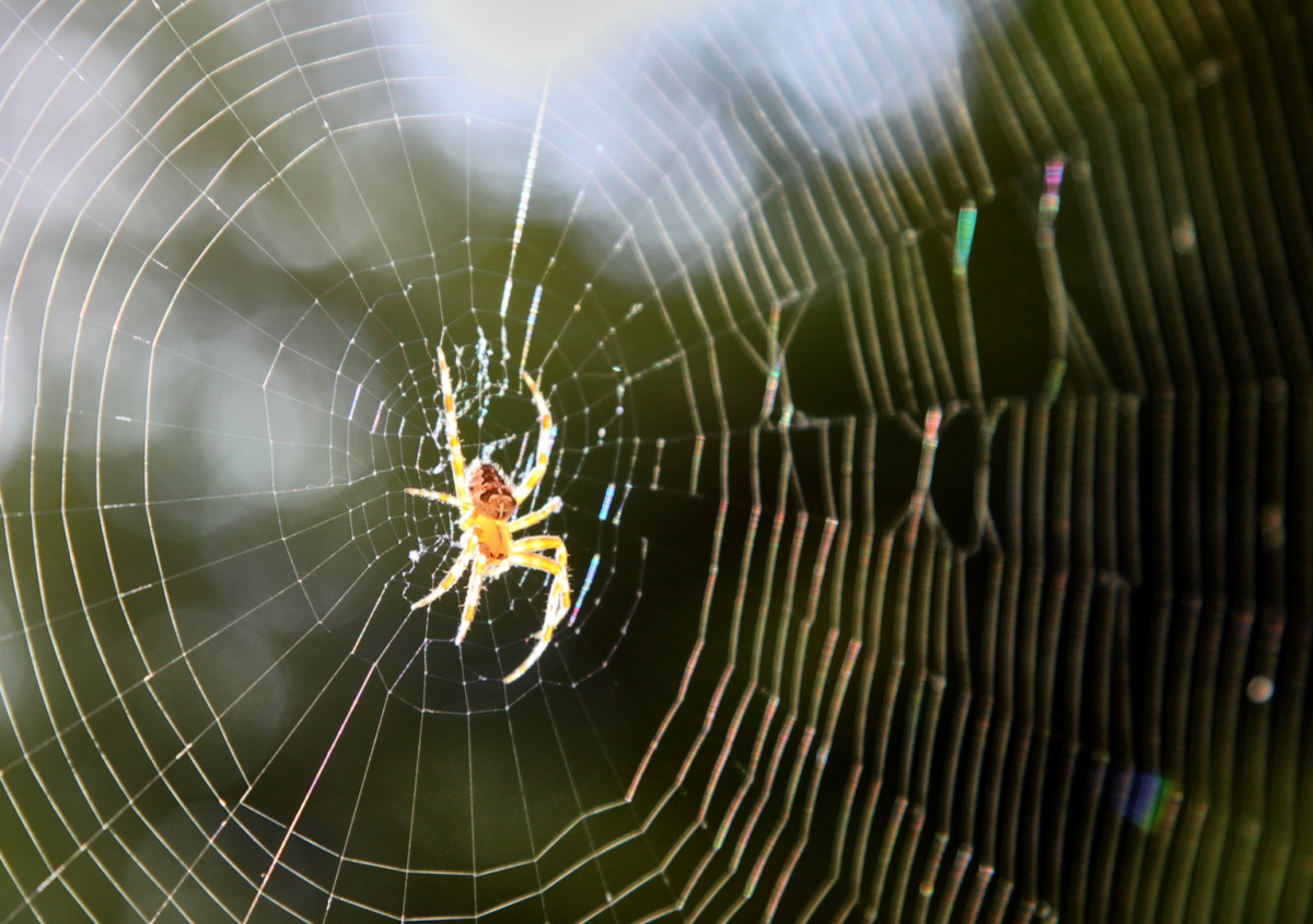 Park Ranger Offers Simple Solution to Keeping Spiders Out of the Home ...