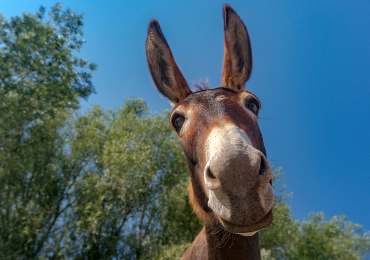Donkey’s Sweet Reaction to Getting a New Ball Is a Breath of Fresh Air ...