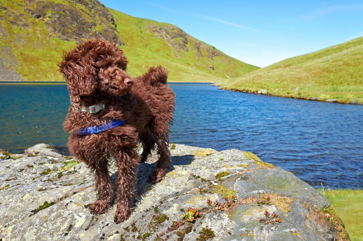 Miniature Poodles: The Ultimate Guide to This Intelligent Breed ...