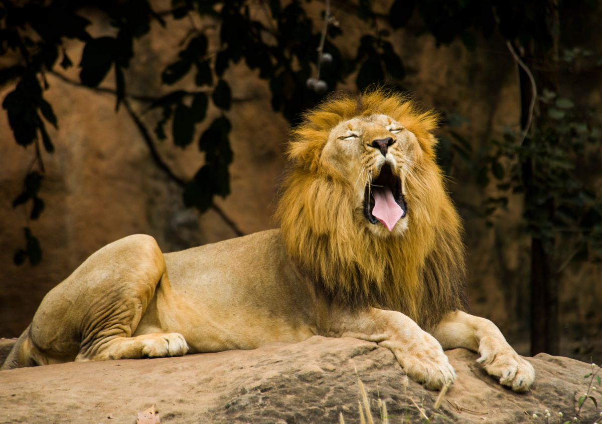 Animal Caretaker Shows off Incredible Size of Lion’s ‘Toe Beans’ and ...