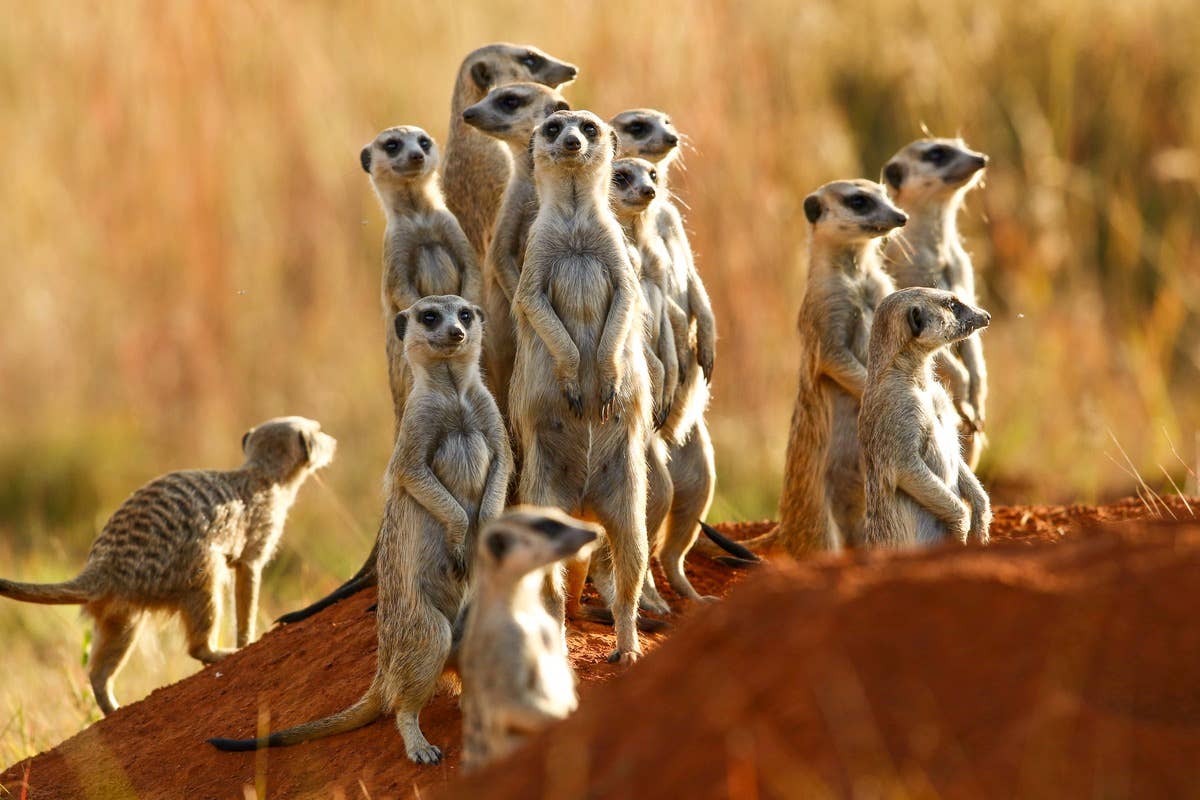 San Diego Zoo Introduces Their Meerkat ‘Mob’ and It’s Total Cuteness ...