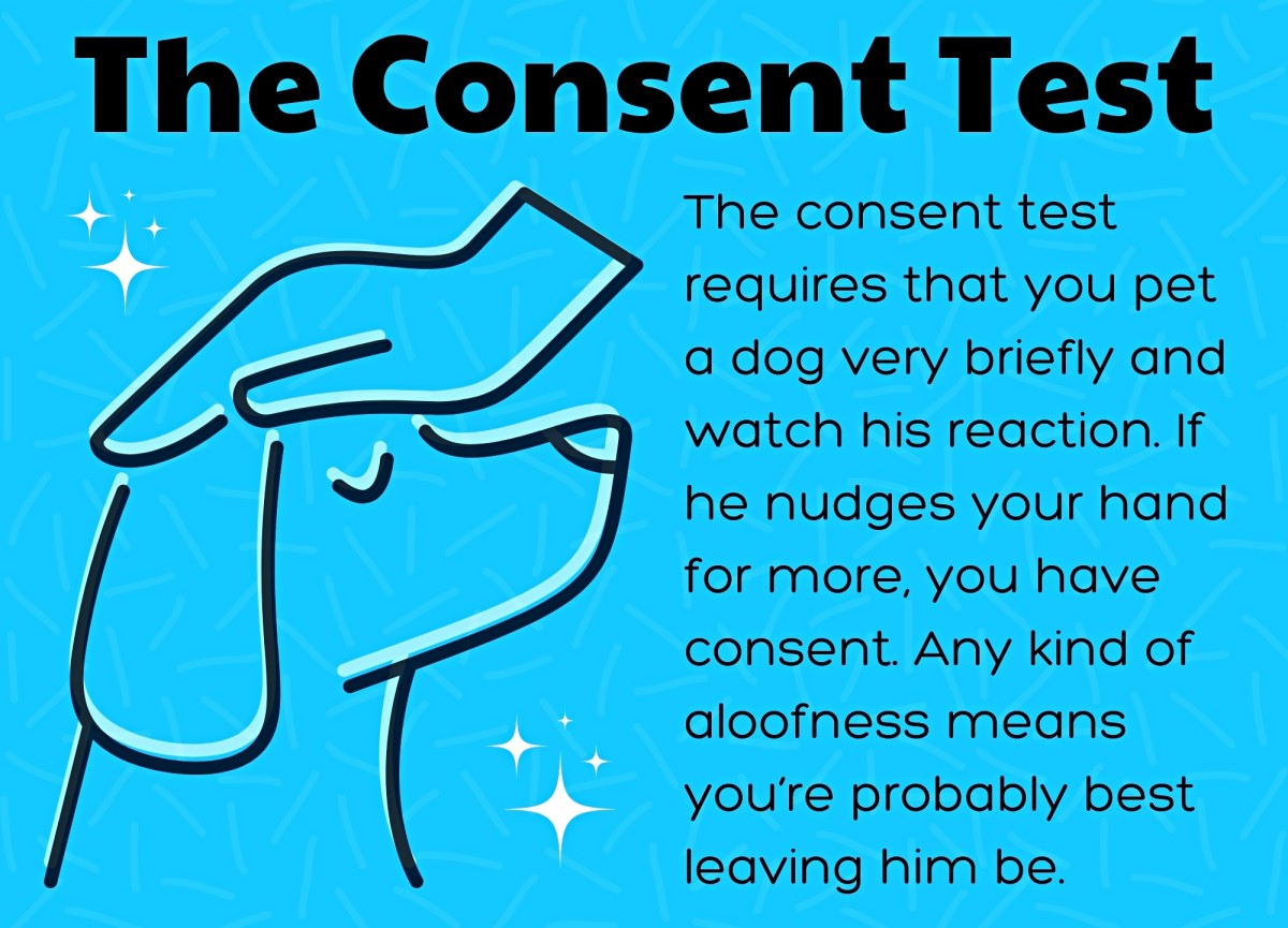 Why Does My Dog Growl When I Pet Him? - PetHelpful