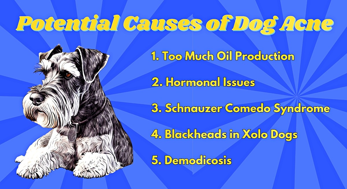 Dog Blackheads: What They Look Like and Treatment - PetHelpful