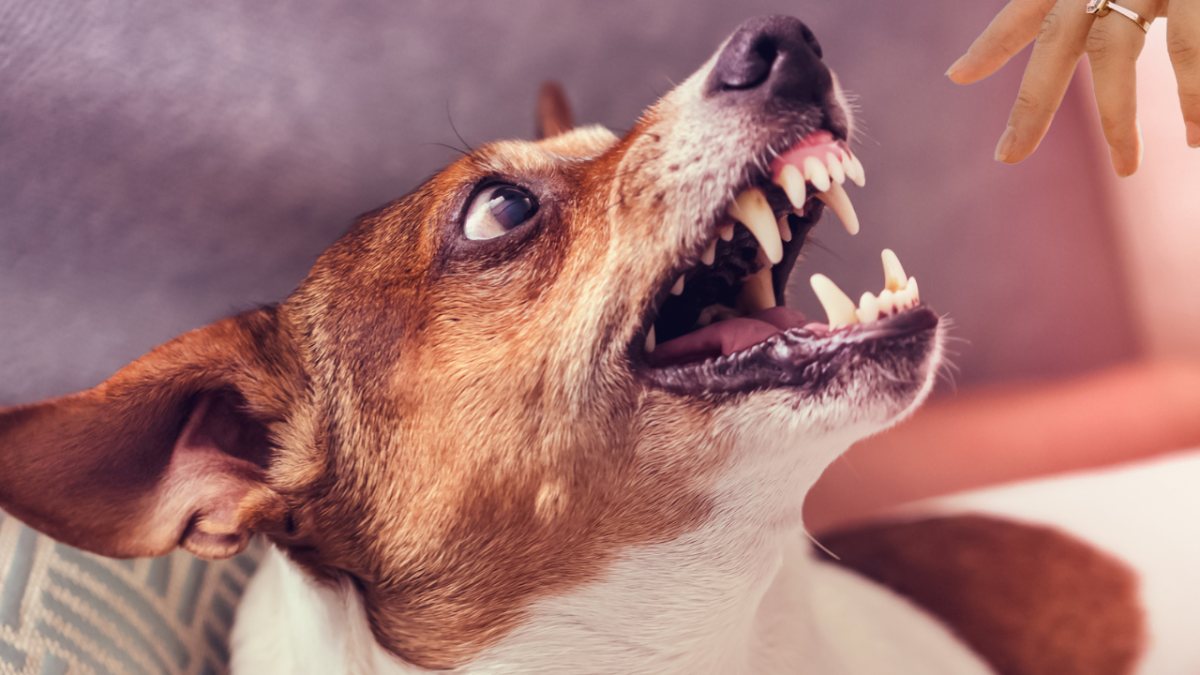 Why Is My Dog Suddenly Growling? Pro Tips From a Dog Trainer - PetHelpful