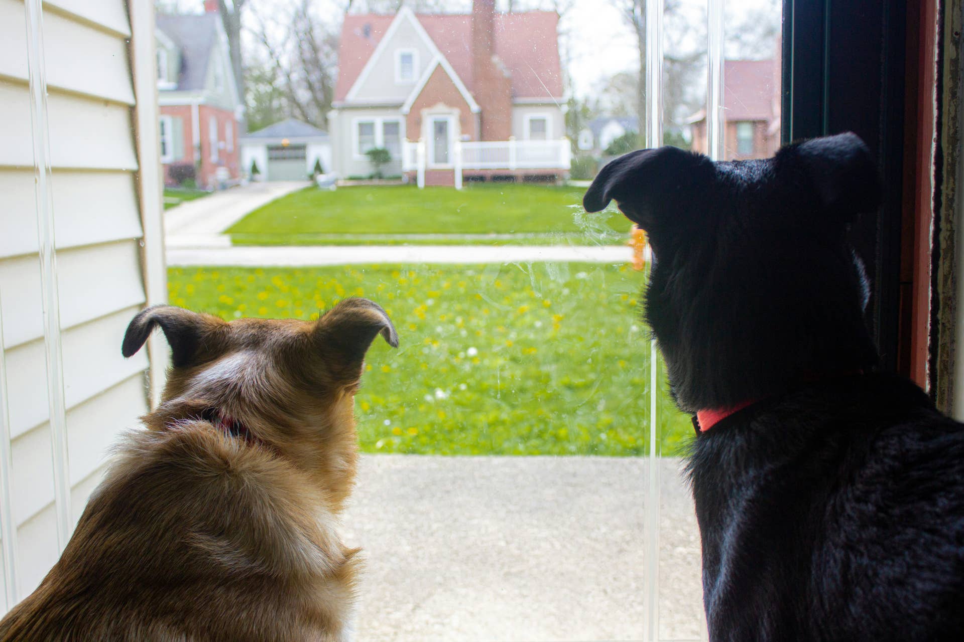 Expert Tips to Stop Excessive Barking, According to a Trainer - PetHelpful