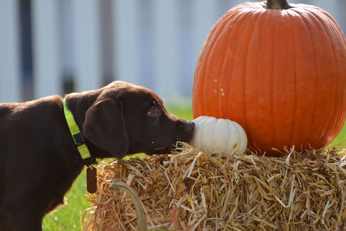 Update on Chocolate Labrador's Obsession with 'Emotional Support ...