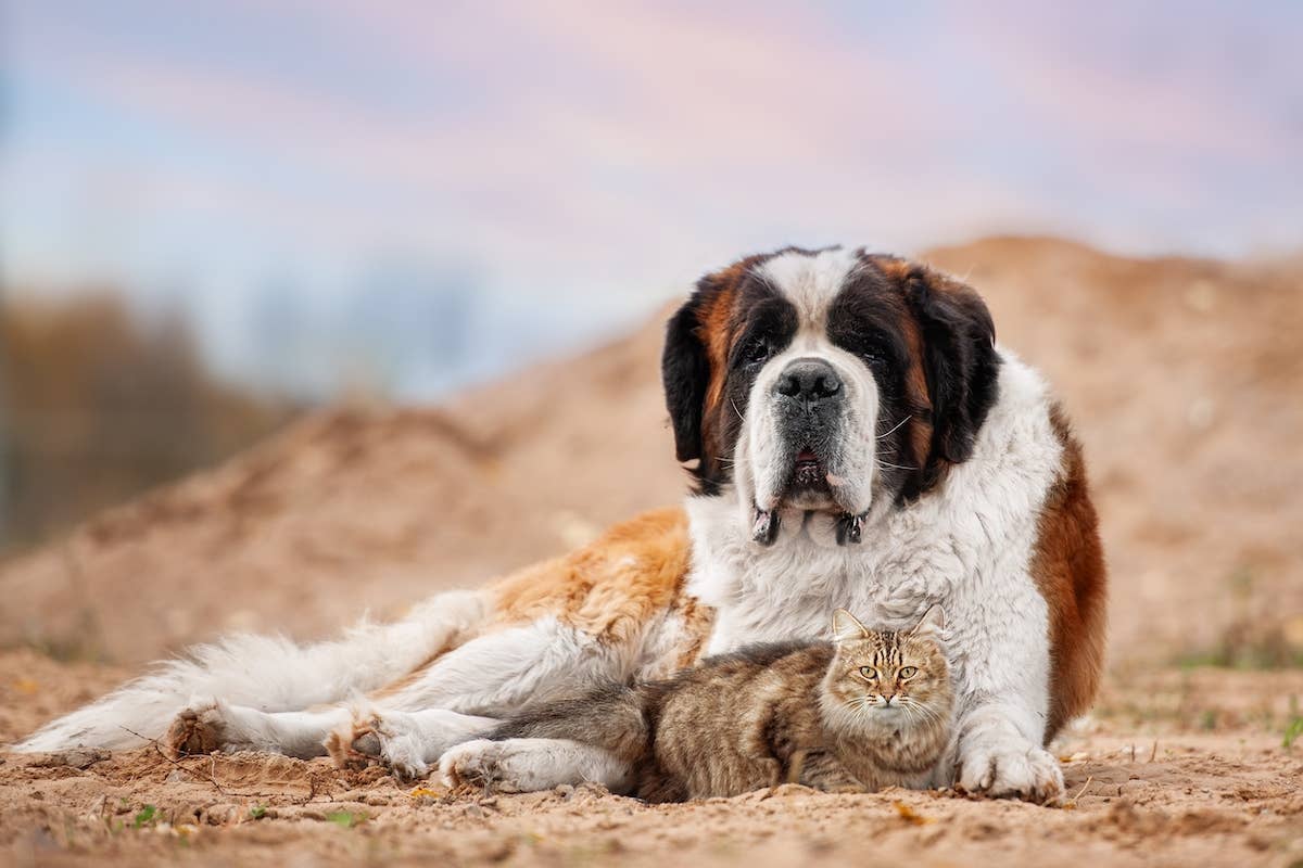 St. Bernard Serves as 'Warming Station' for Local Feral Cats As ...
