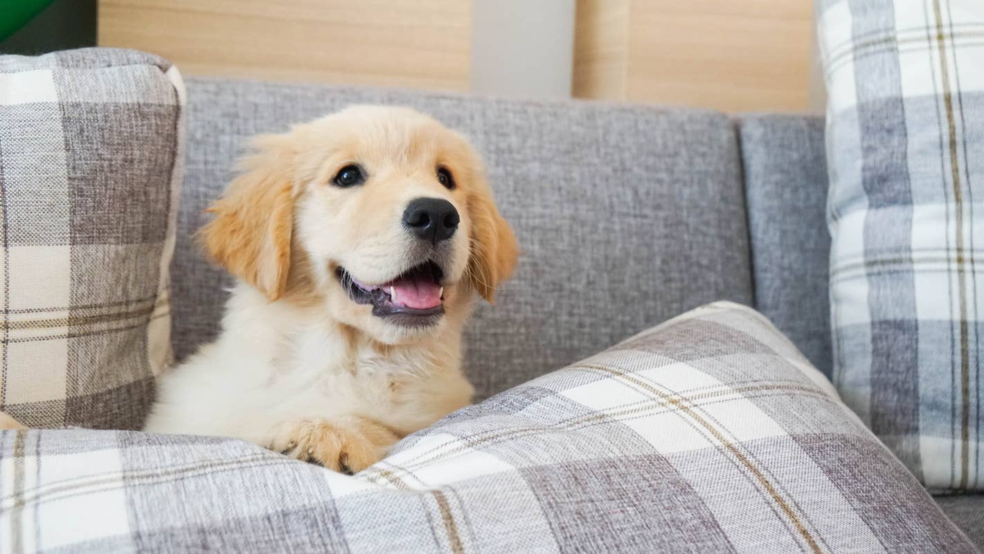 Golden Retriever Puppy Gets Stuck Behind the Couch in the Cutest ...