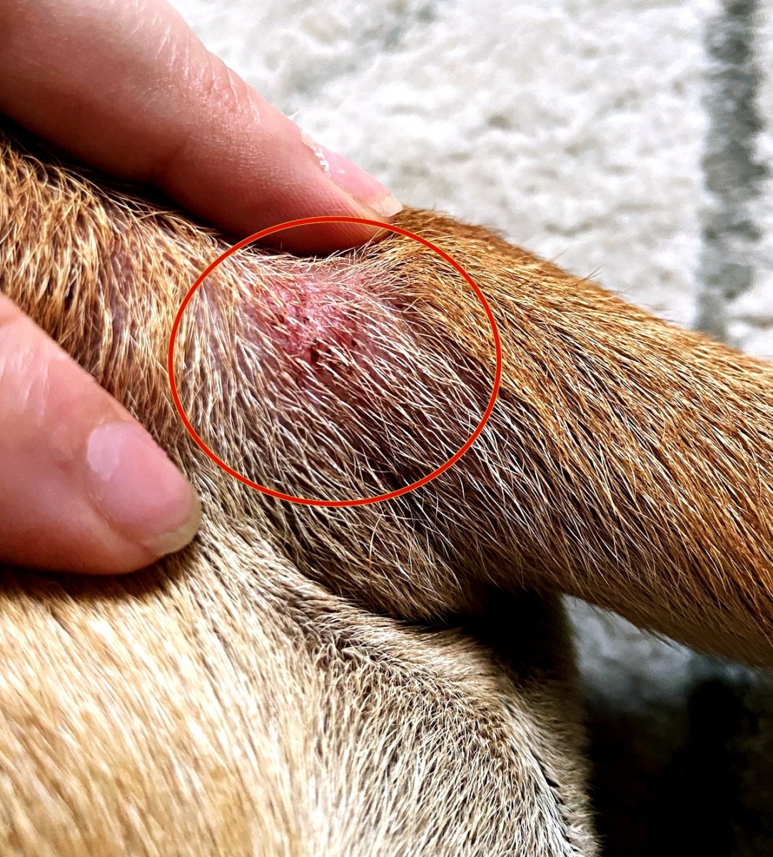Why Does My Dog Keep Biting His Tail? 14 Possible Causes - PetHelpful