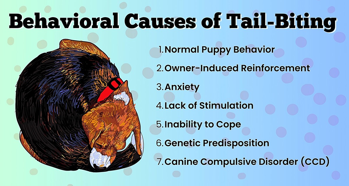 Why Does My Dog Keep Biting His Tail? 14 Possible Causes - PetHelpful