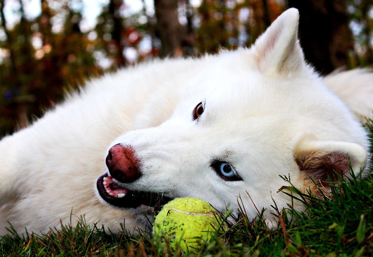 The White Siberian Husky: Genetics, Breed Traits, and More - PetHelpful