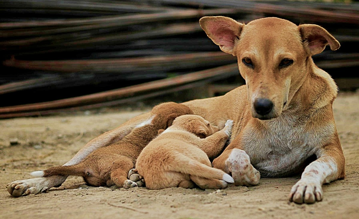 Why Do Mother Dogs Kill Their Puppies? Causes & Prevention - PetHelpful
