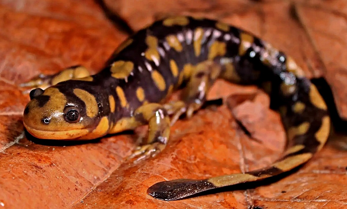 4 Best Beginner Pet Salamanders and Newts - PetHelpful