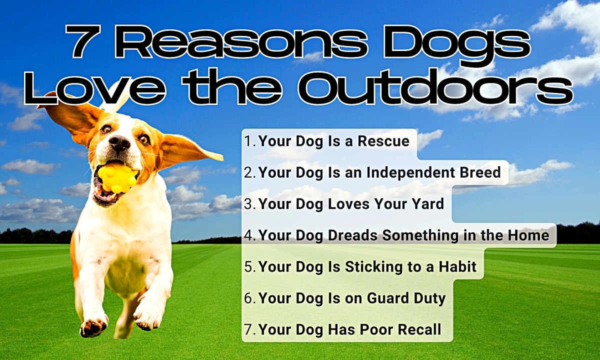 15 Tips for Dogs Who Won't Come Inside When Called - PetHelpful