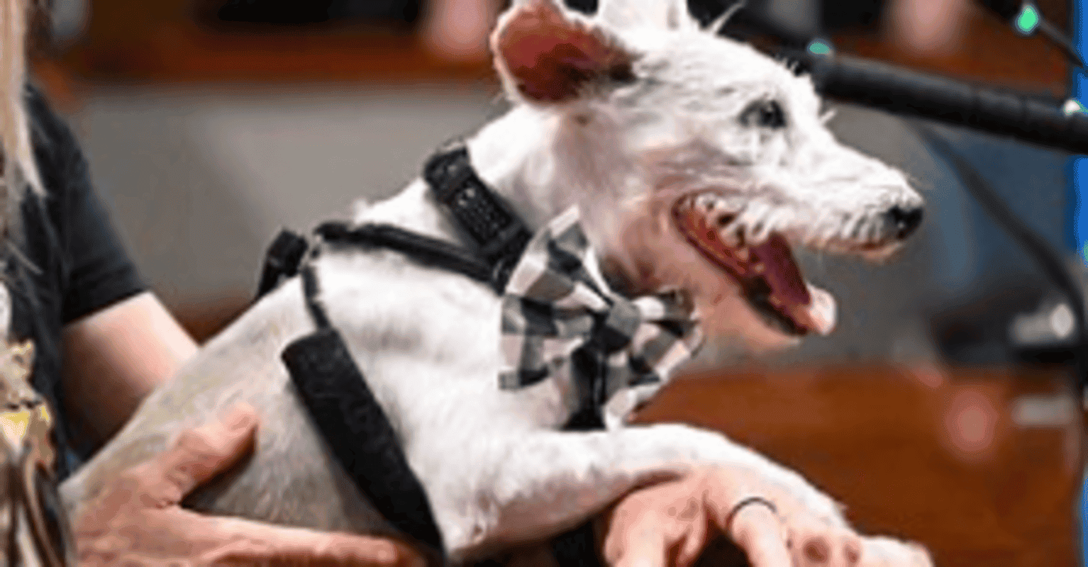 Rescued Dog Escapes From Woman Who Saved Him and All of New Orleans Is ...