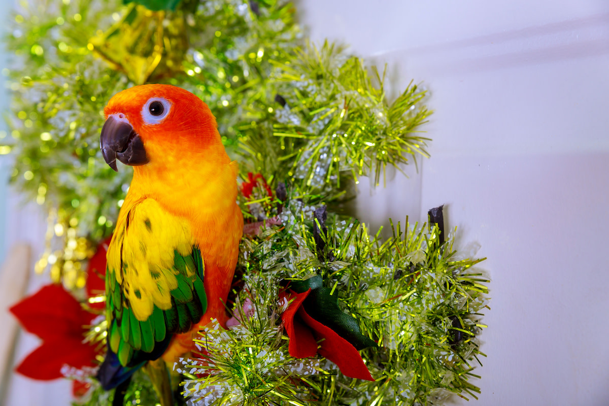 Parakeet Decorates Tiny Christmas Tree Like a Total Pro & Everyone's ...