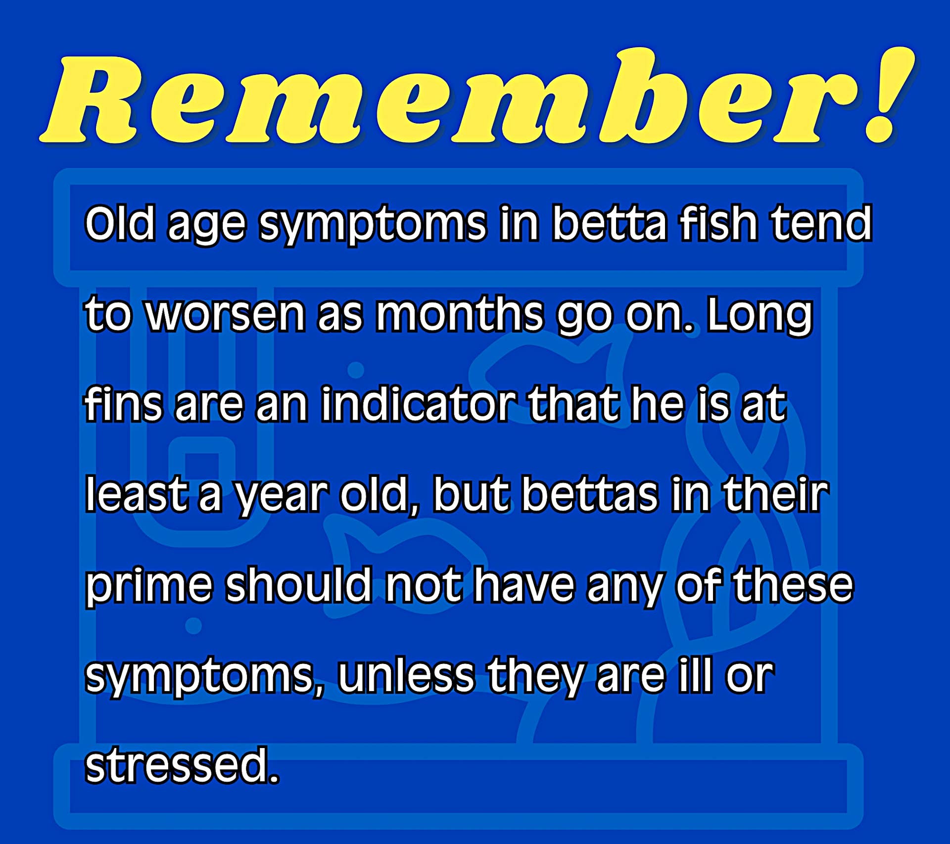 How to Care for an Old Betta Fish - PetHelpful