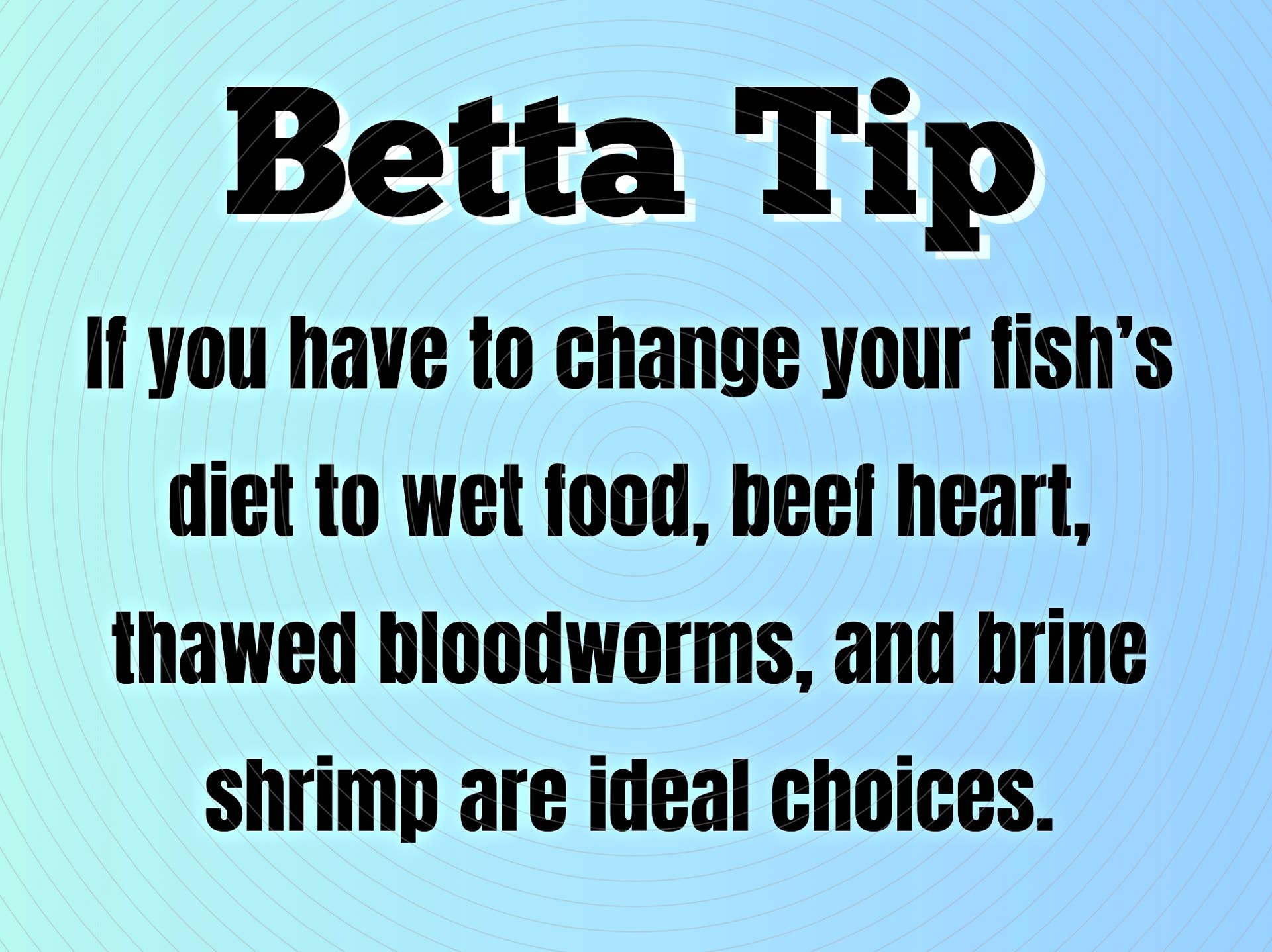 How to Care for an Old Betta Fish - PetHelpful