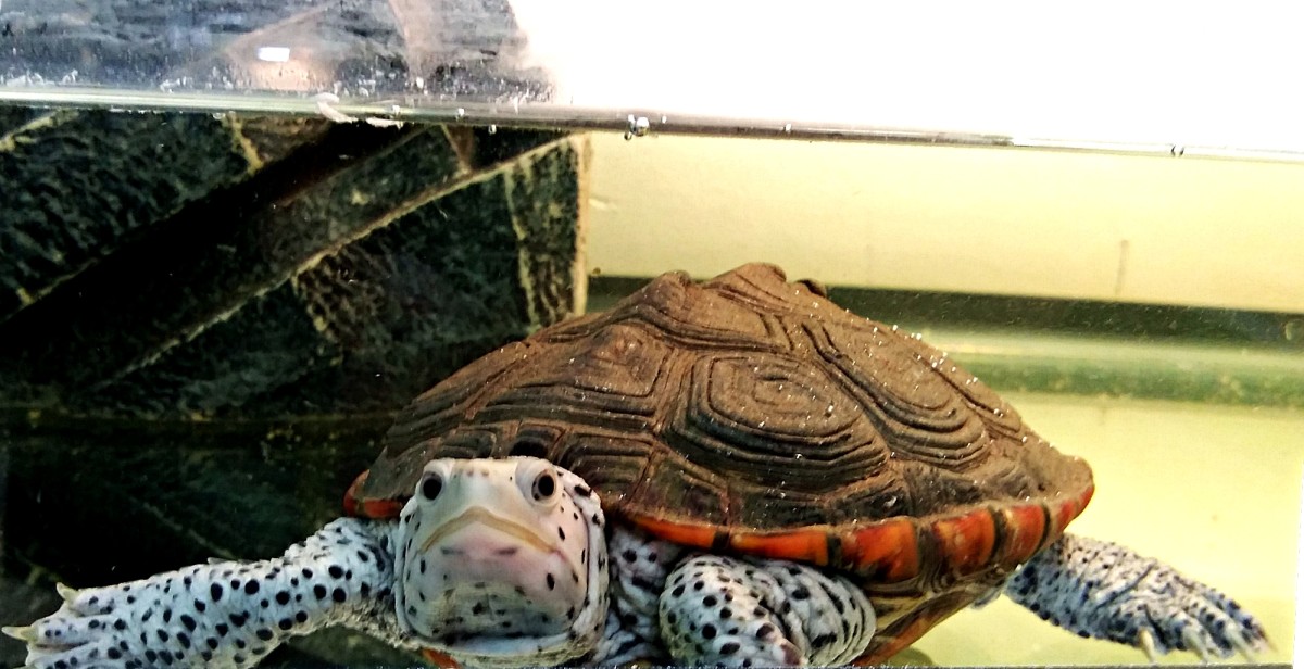 The Controversy of Releasing Turtles Back Into the Wild - PetHelpful