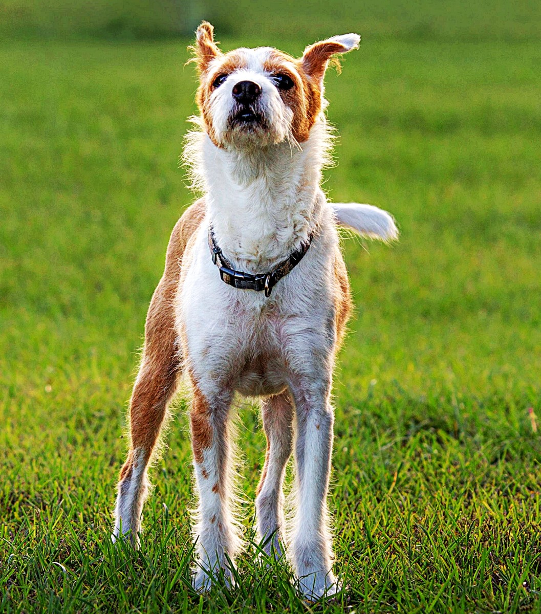 Why Do My Dog's Front Paws Turn Out? - PetHelpful