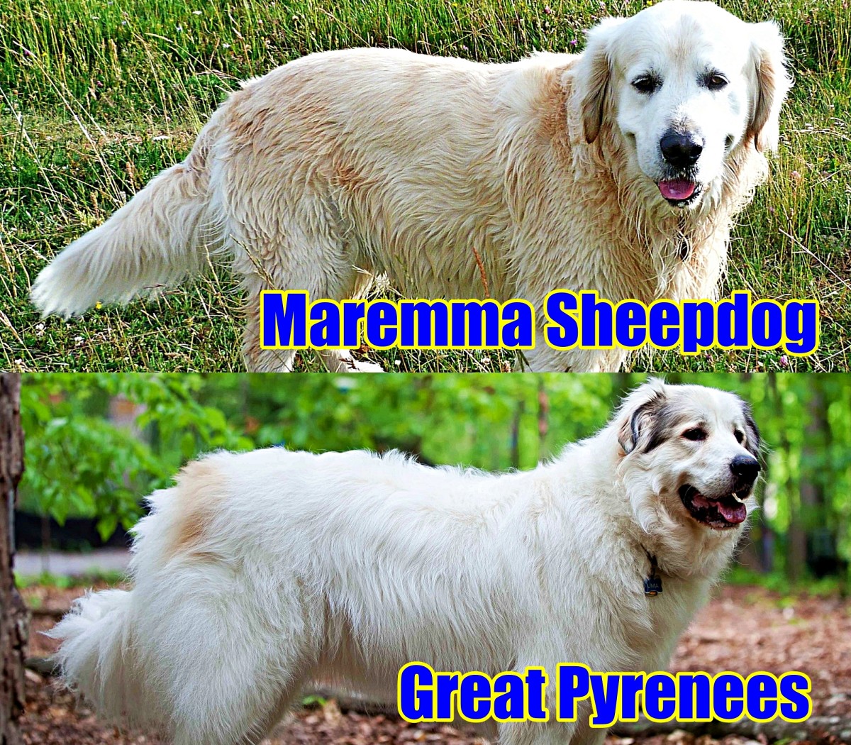 Maremma Sheepdog vs. Great Pyrenees: 10 Differences - PetHelpful