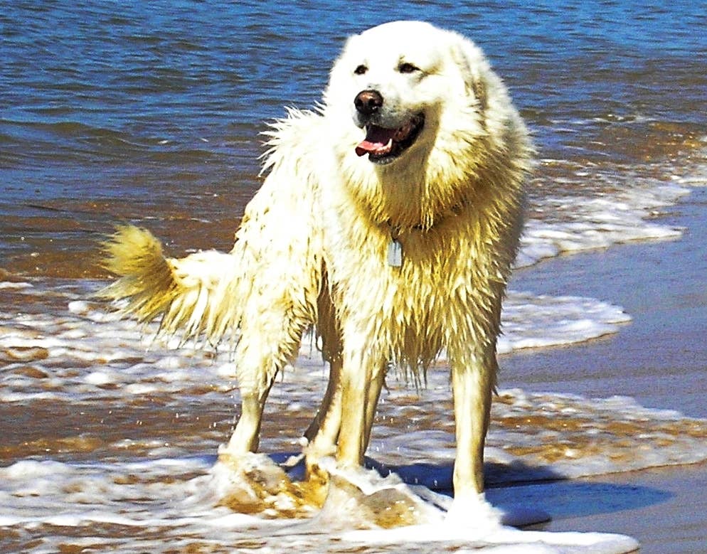 Maremma Sheepdog vs. Great Pyrenees: 10 Differences - PetHelpful