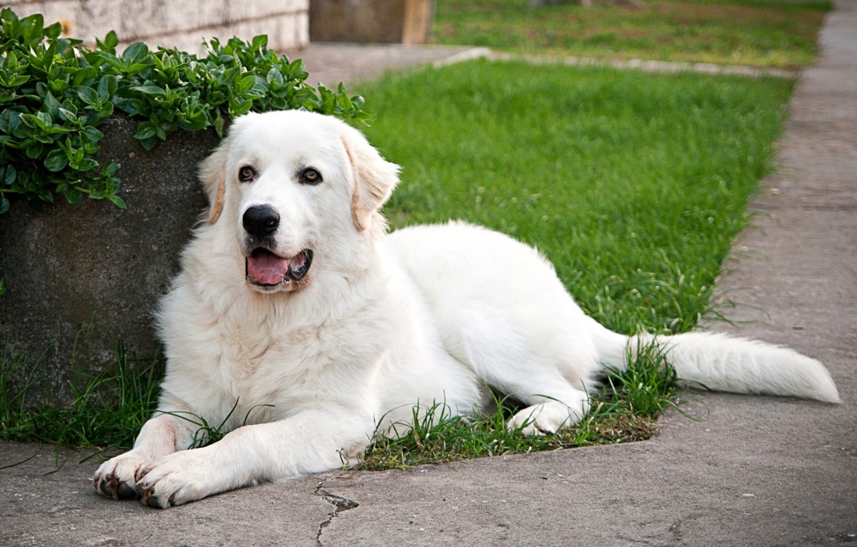 Maremma Sheepdog vs. Great Pyrenees: 10 Differences - PetHelpful