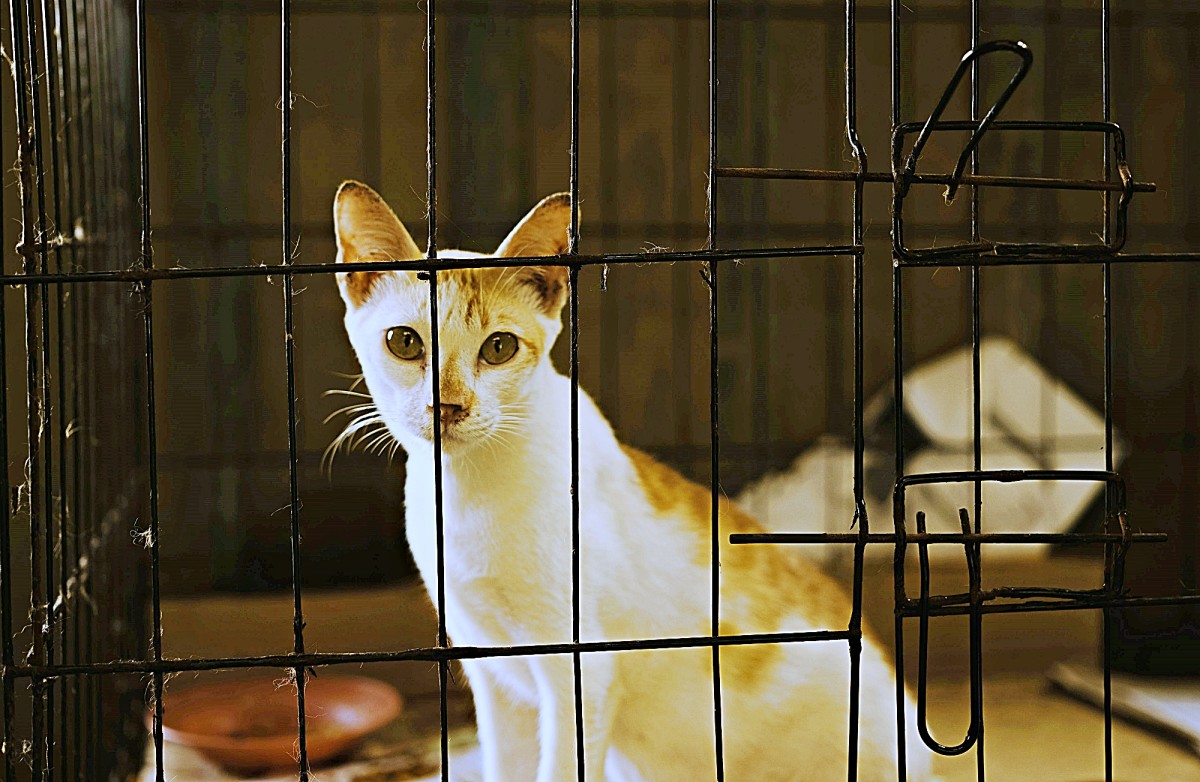 Caging Cats: When and Why It's Necessary - PetHelpful