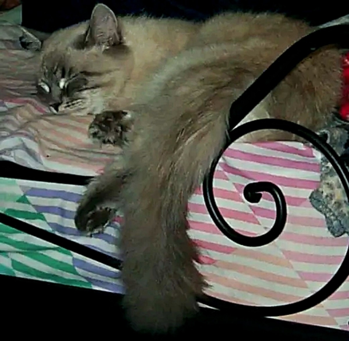 Caging Cats: When and Why It's Necessary - PetHelpful