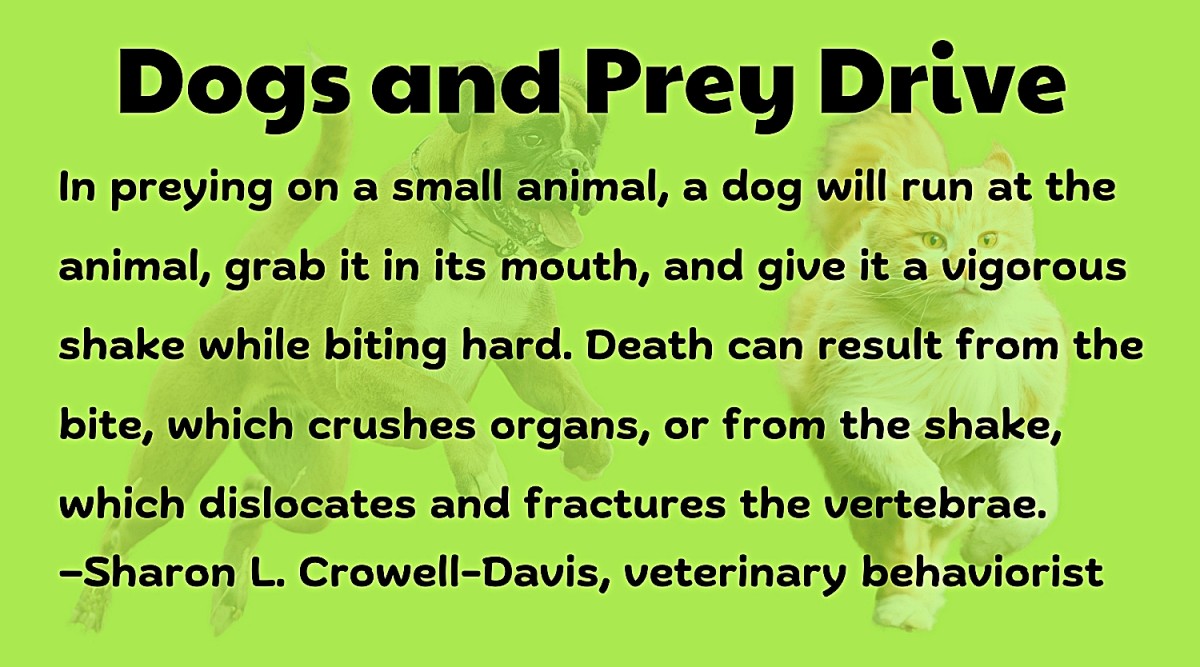 Why Did My Dog Kill My Cat? - PetHelpful