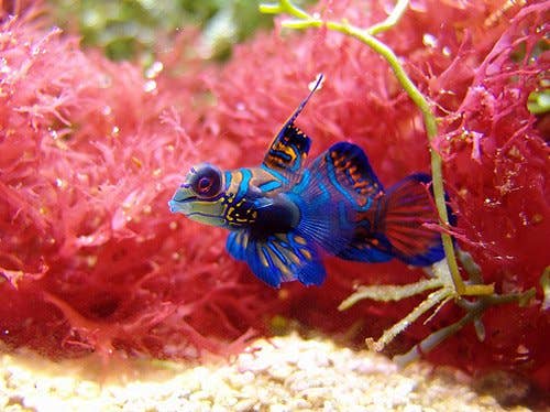 How To Feed Mandarin Fish
