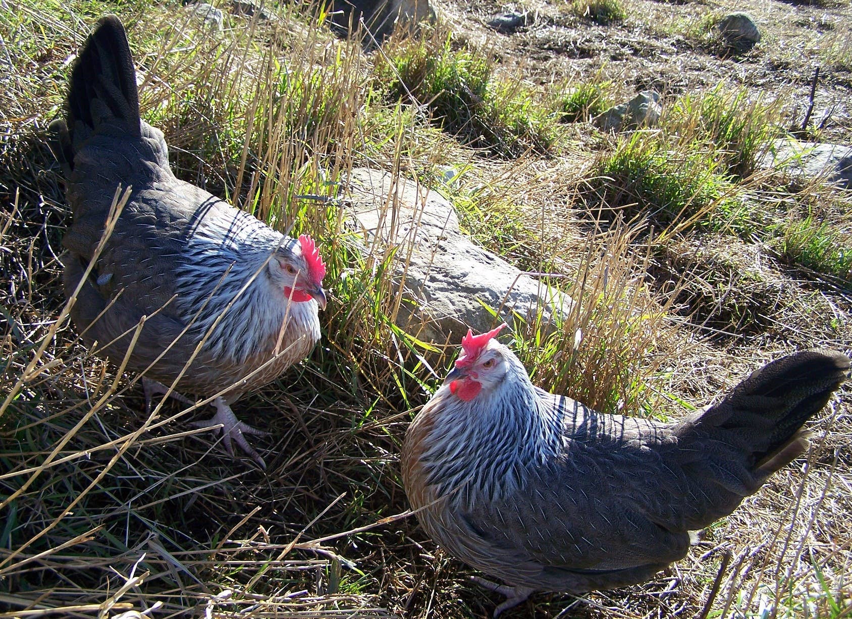 Silver Grey Dorkings: A Beautiful, Calm Heritage Chicken Breed - PetHelpful