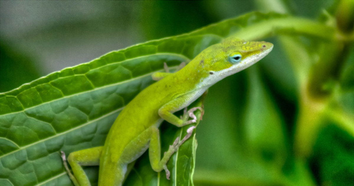 Why and How Do Lizards Regenerate Their Tails? - PetHelpful