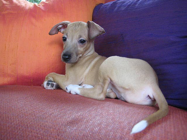 Best Natural Sources of Antioxidants for Your Dog - PetHelpful