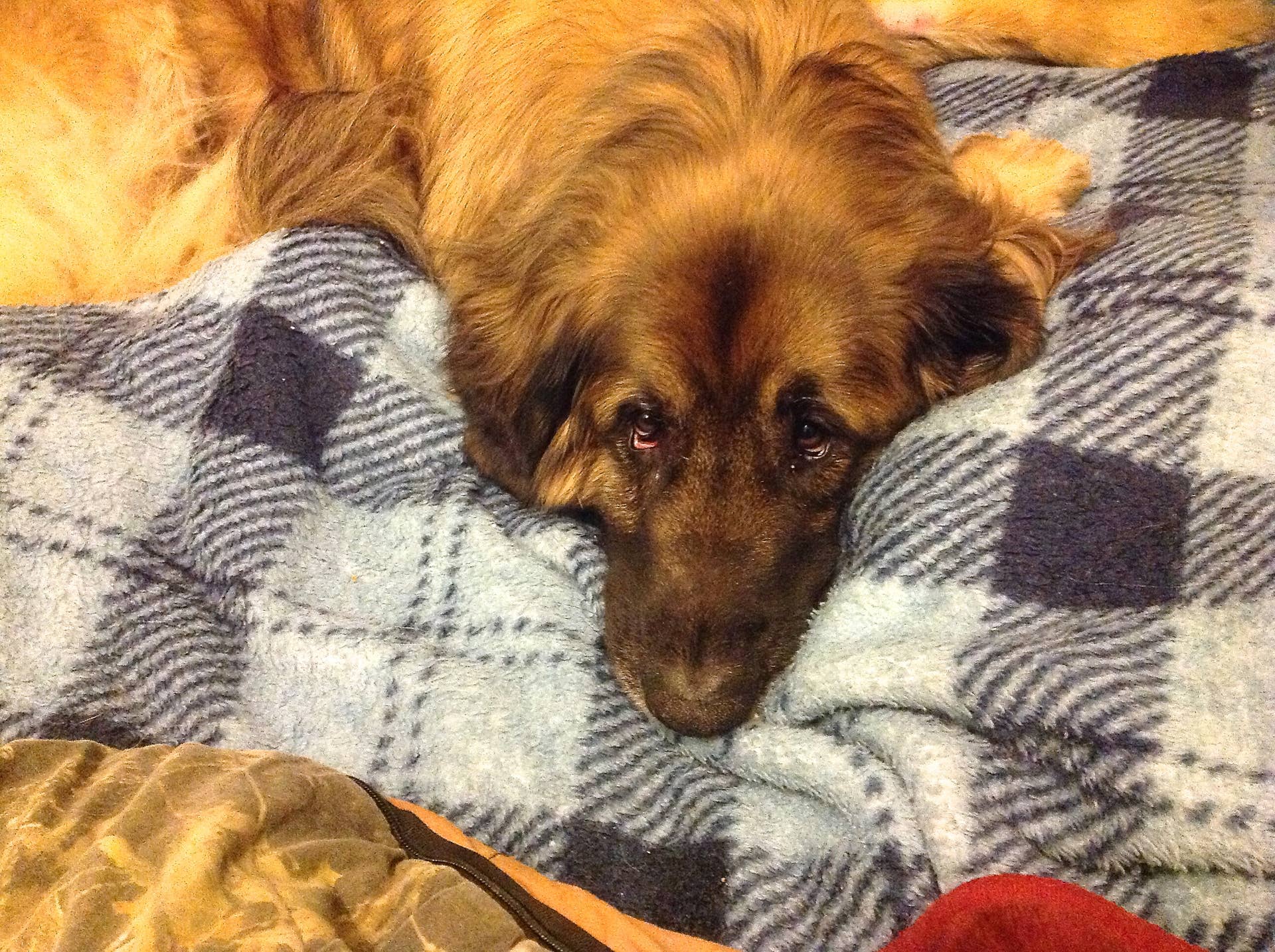 Intestinal Blockage and Abdominal Surgery in Dogs - PetHelpful