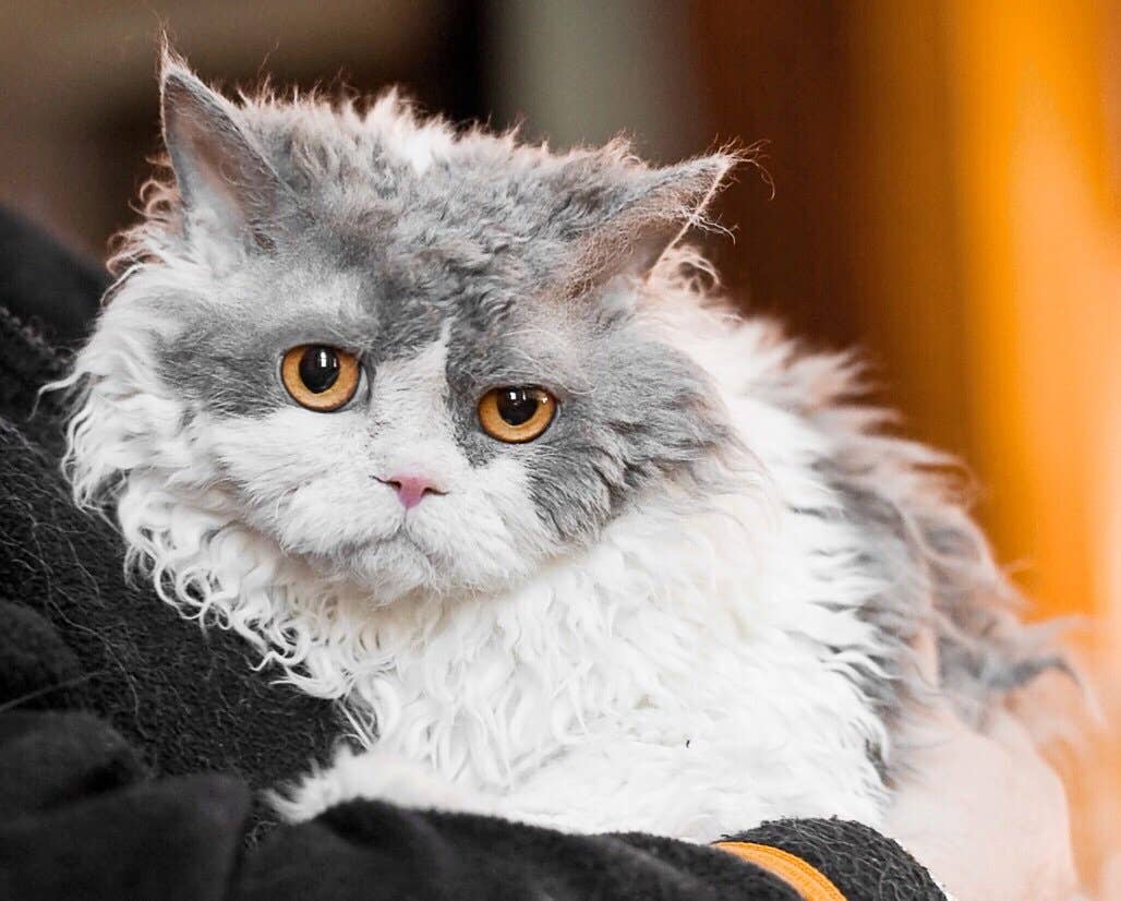 Selkirk Rex Cat Breed: Origin, Features, and Pompous Albert - PetHelpful