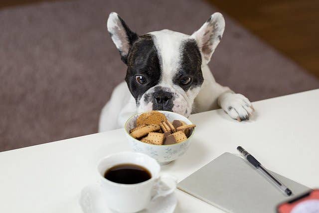 How to Teach Your Dog to Be Polite With Impulse Control - PetHelpful
