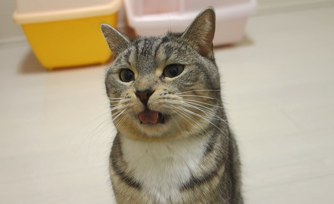 The Flehmen Response in Domestic Cats - PetHelpful