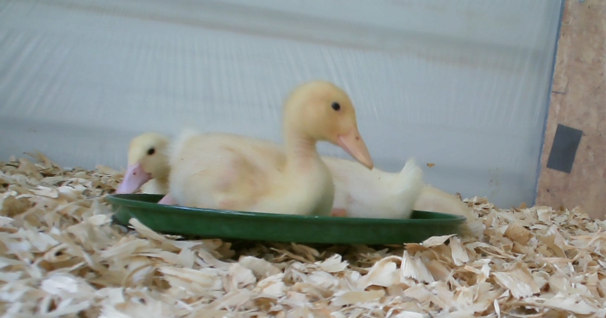 How to Raise, Feed, and Care for Baby Ducks - PetHelpful