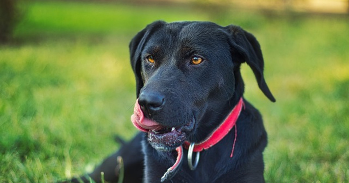 10 Reasons Dogs Throw Up Undigested Food - PetHelpful