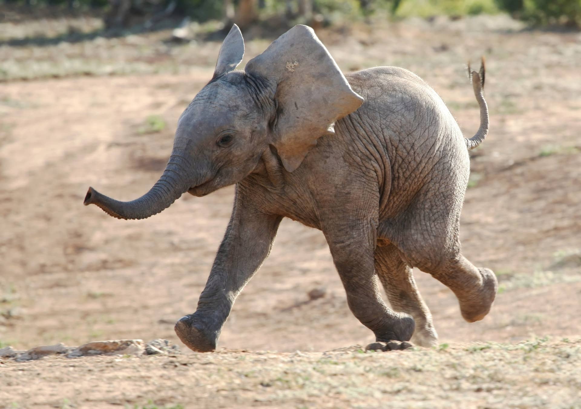 Tiny Orphaned Elephant's Story of Being Rescued Is So Moving - PetHelpful