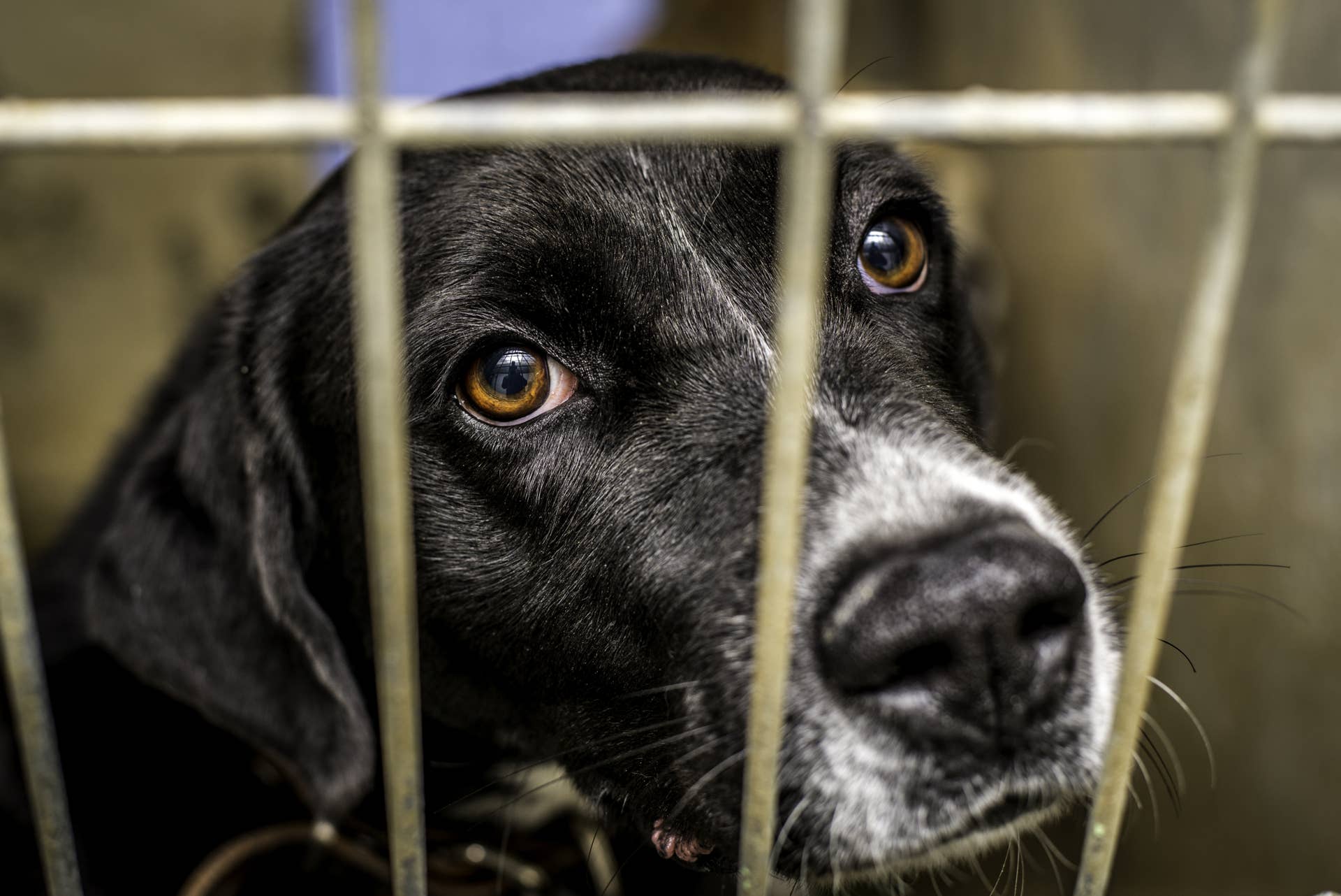 Shelter Worker Makes Plea to Find Home for Traumatized Dog Nobody Wants ...