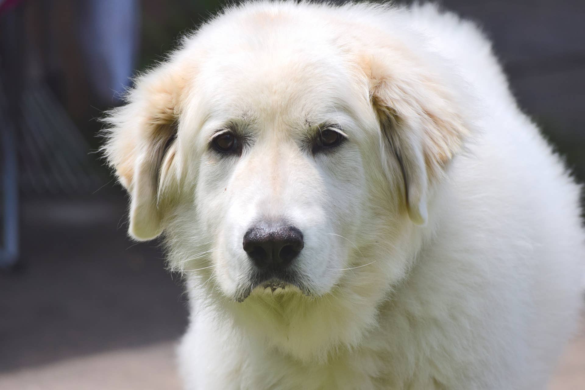 Dramatic Great Pyrenees Fakes Paw Injury To Get Attention From Mom ...