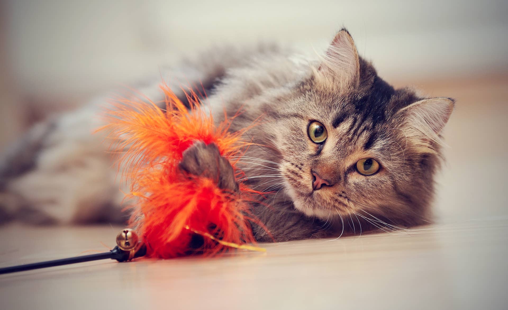 Cats Are Obsessed With This $6 Spinning Toy - PetHelpful