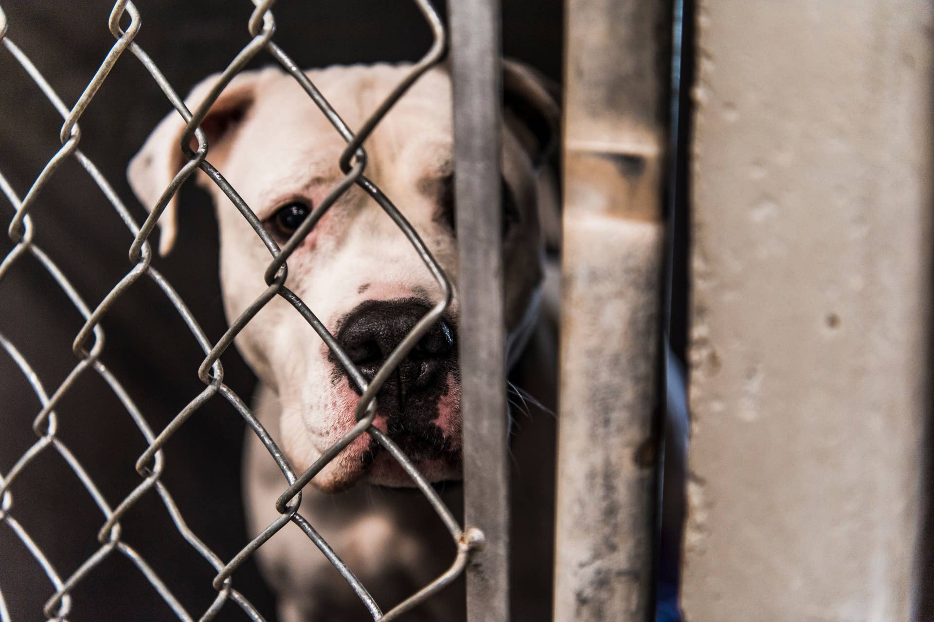 Scared Mama Pit Bull Falls in Love with Rescuer in a Matter of a Few ...