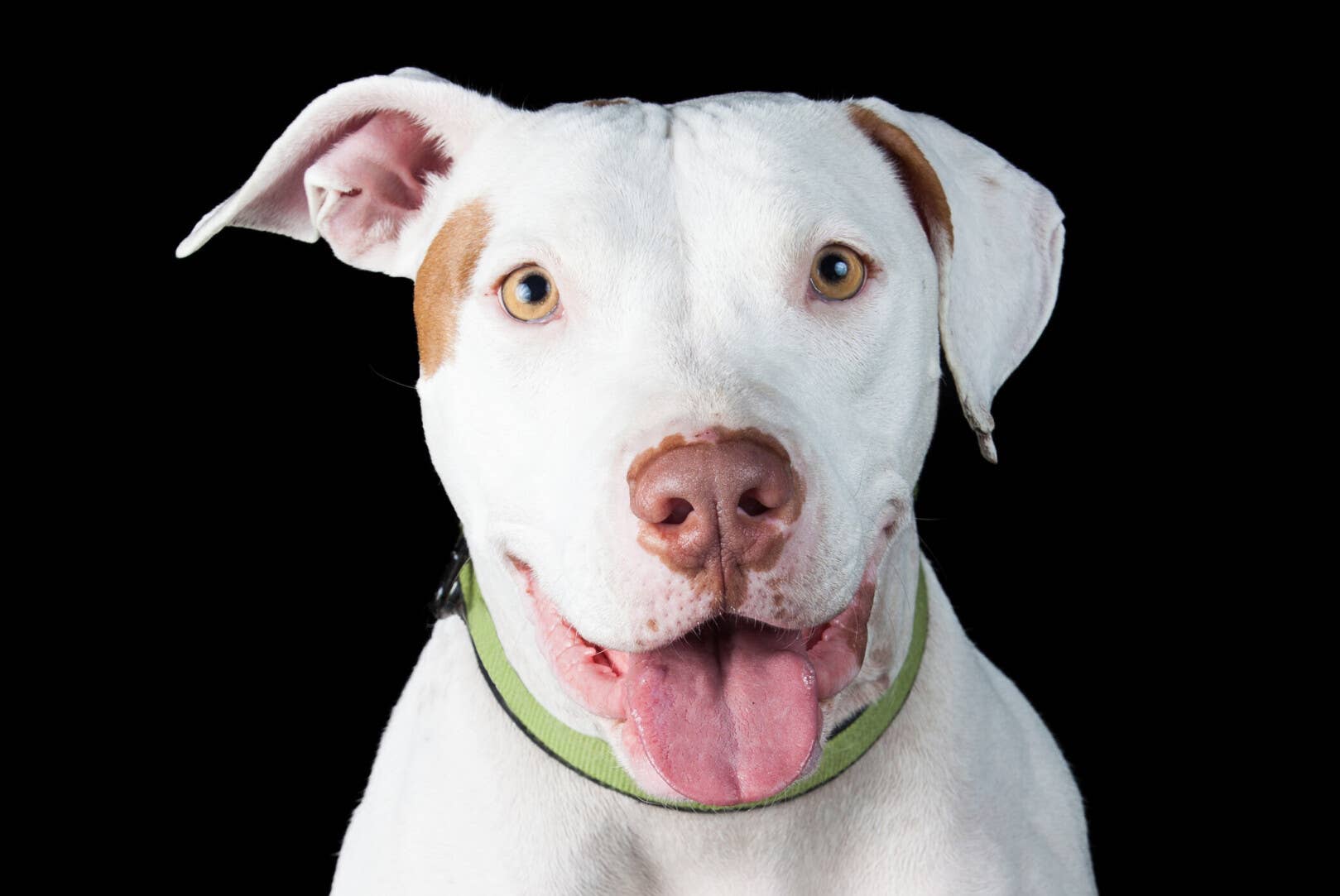 Pit Bull Fakes Being Sick to Go to Work and Get ‘Unlimited Scratches ...