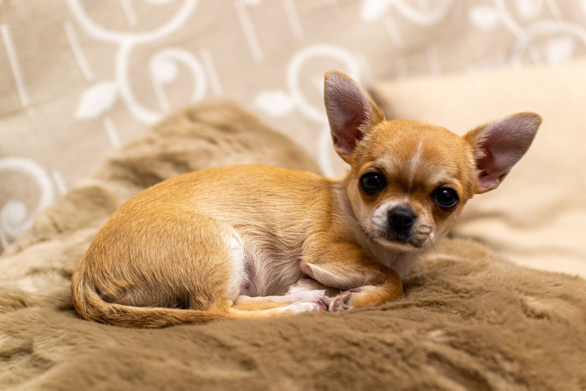 This Montage of the Most Dramatic Chihuahuas Is Hilarious - PetHelpful