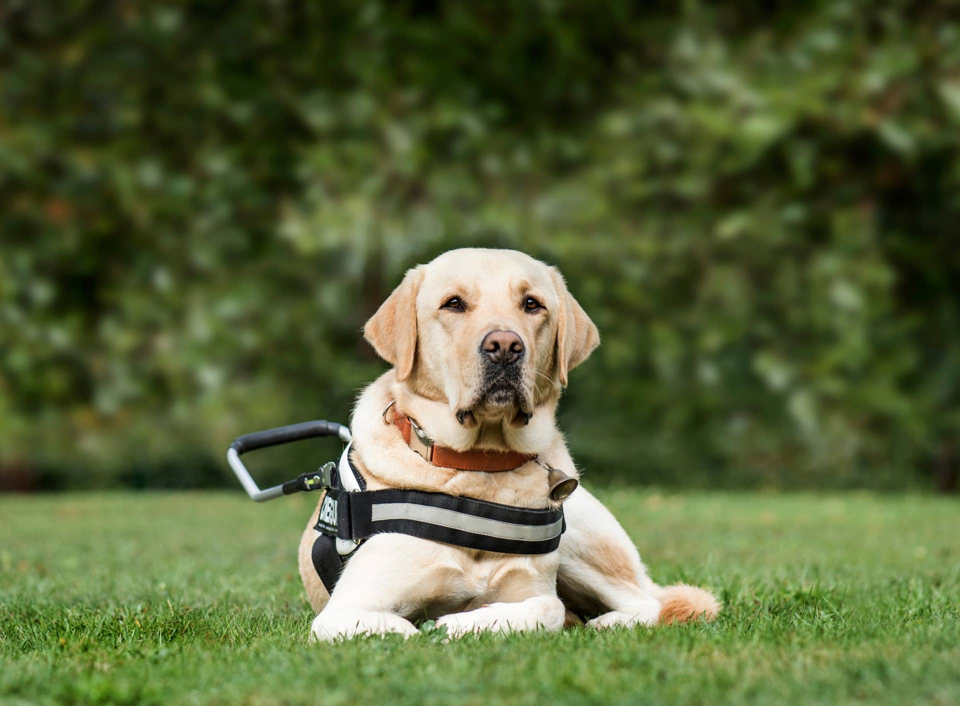 Guide Dog Getting Denied Public Access Is Absolutely Heartbreaking ...